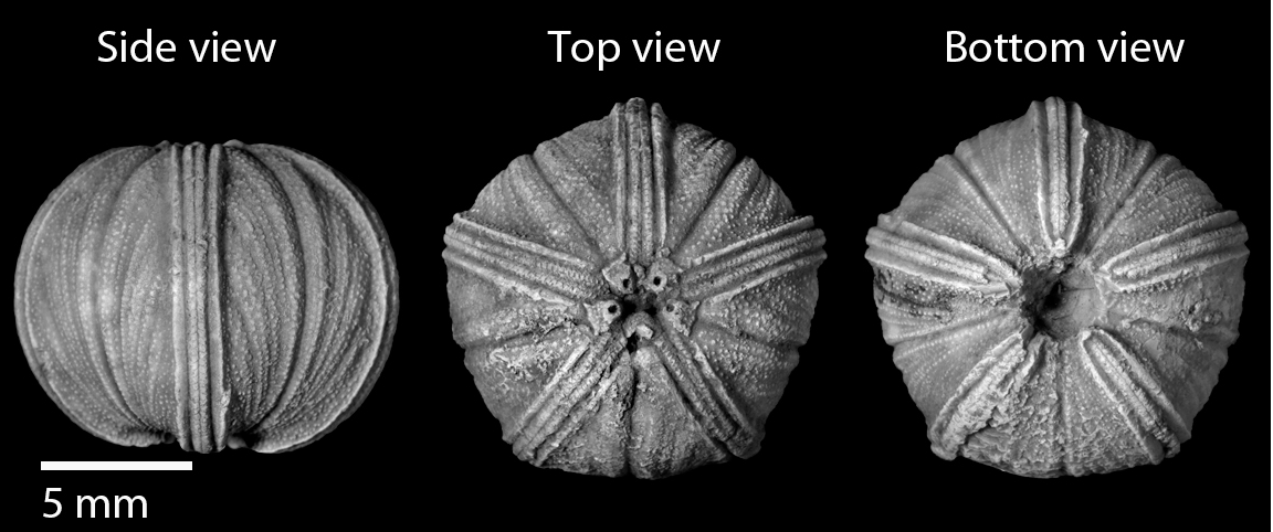 Crinoid stems or something else? - Fossil ID - The Fossil Forum