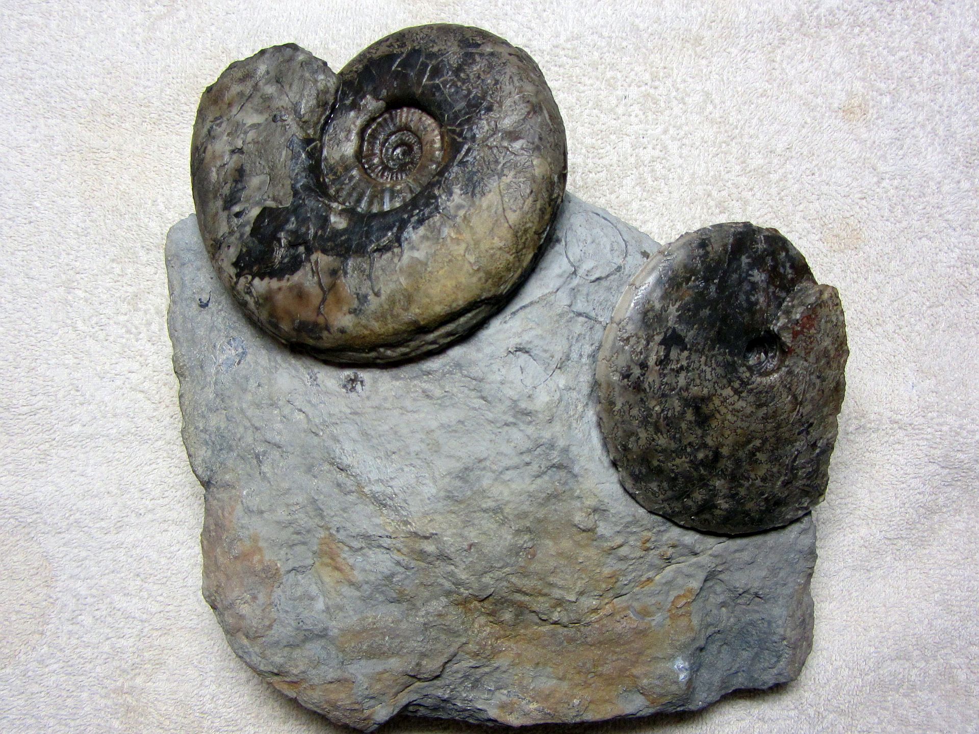 Sonninia sp. (Bayle 1878) + Hyperlioceras discites (Waagen 1867 ...