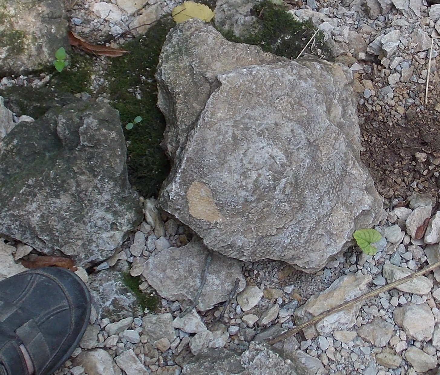 2019 Minnesota Mineral Club - General Fossil Discussion - The Fossil Forum