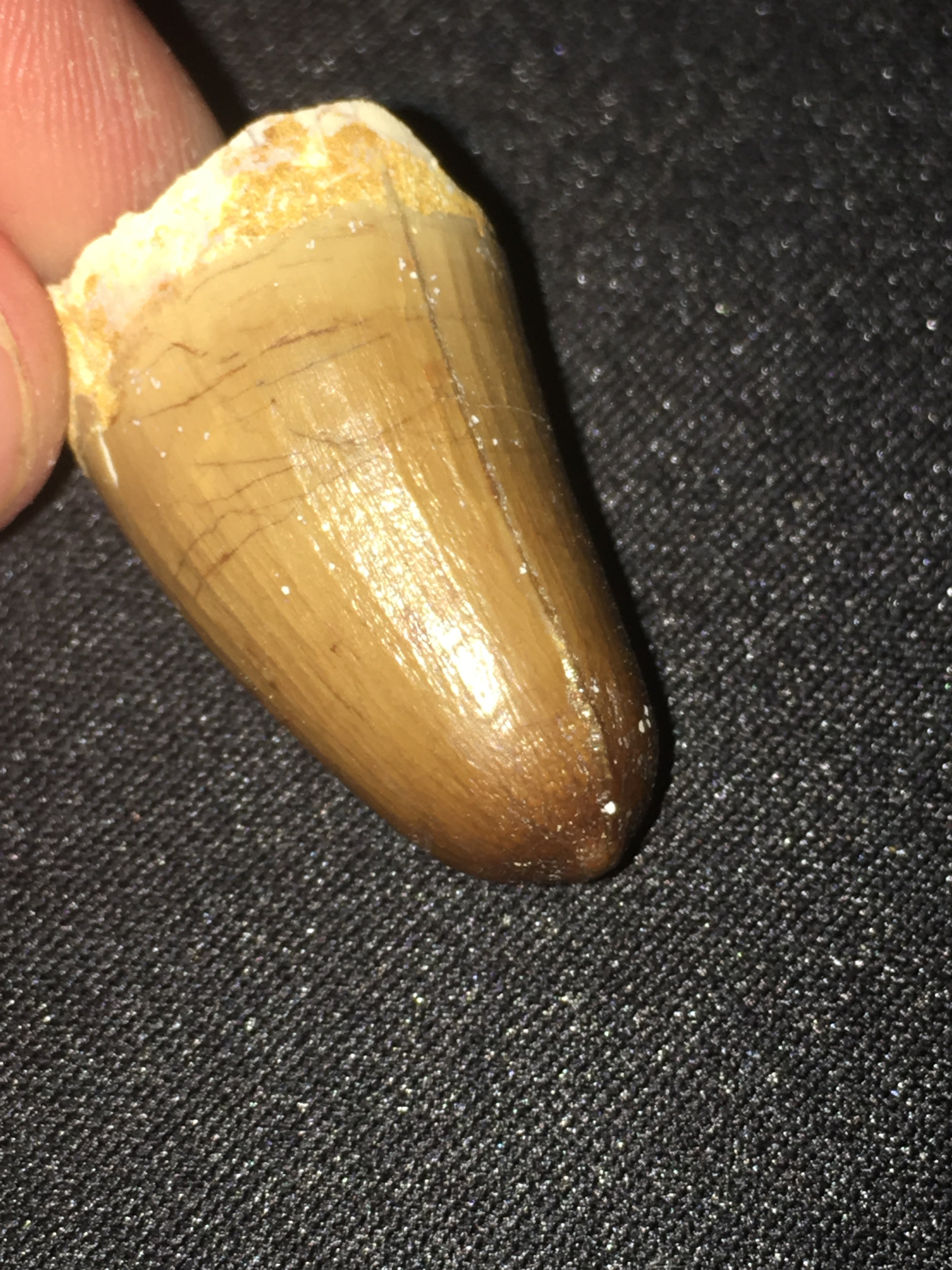 Crocodile Tooth? - Fossil ID - The Fossil Forum