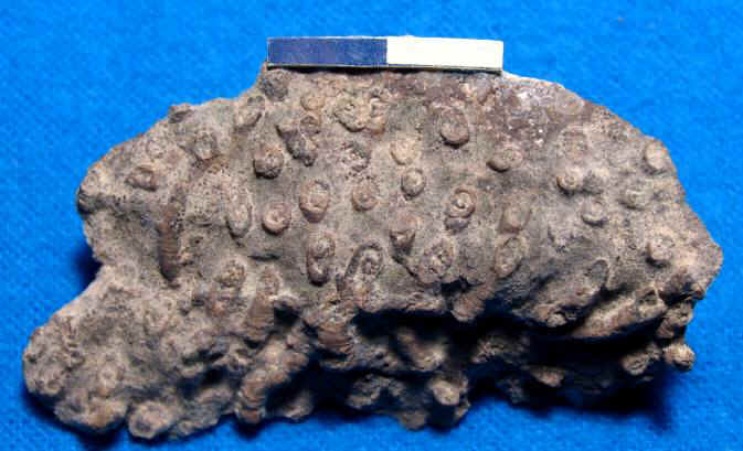 encrusted stone - Fossil ID - The Fossil Forum