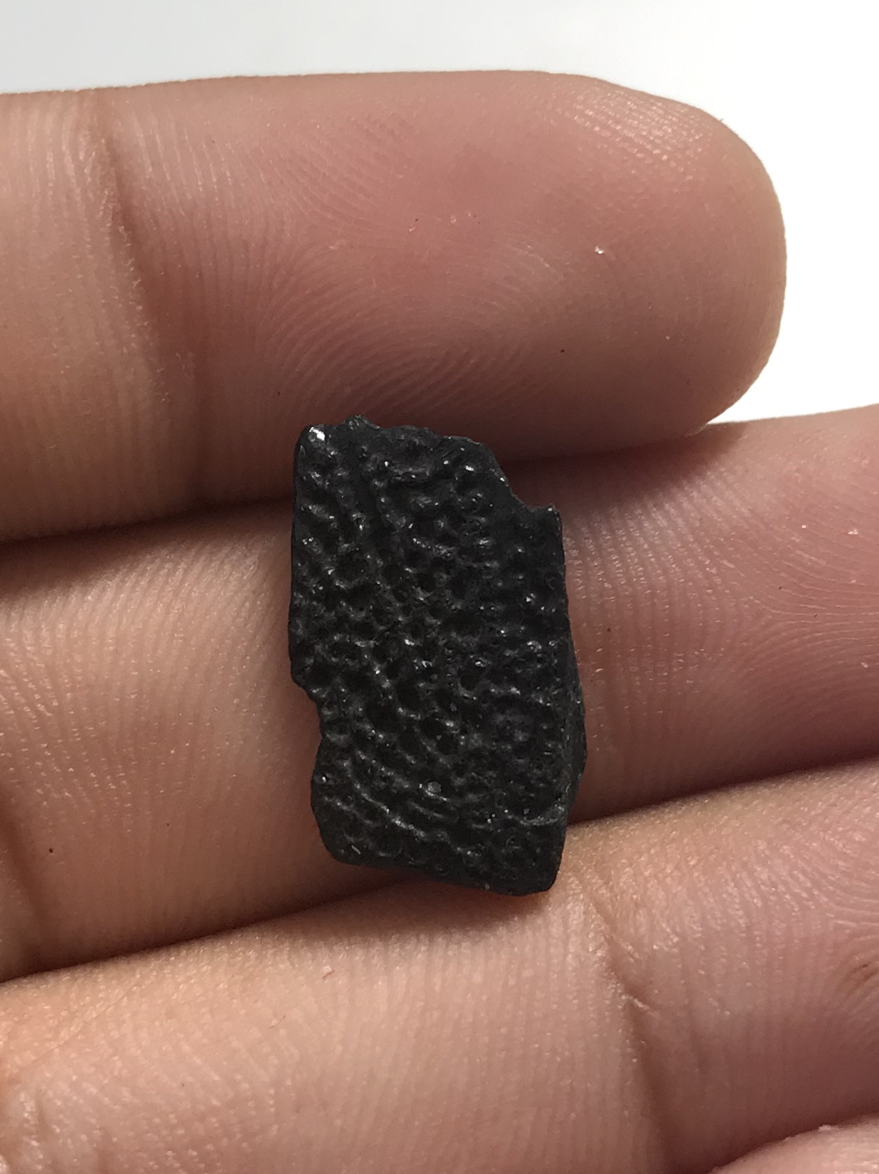 Cool fossil - Fossil ID - The Fossil Forum