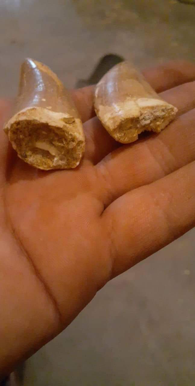 Posible Deltadromeus huge tooth - Fossil ID - The Fossil Forum
