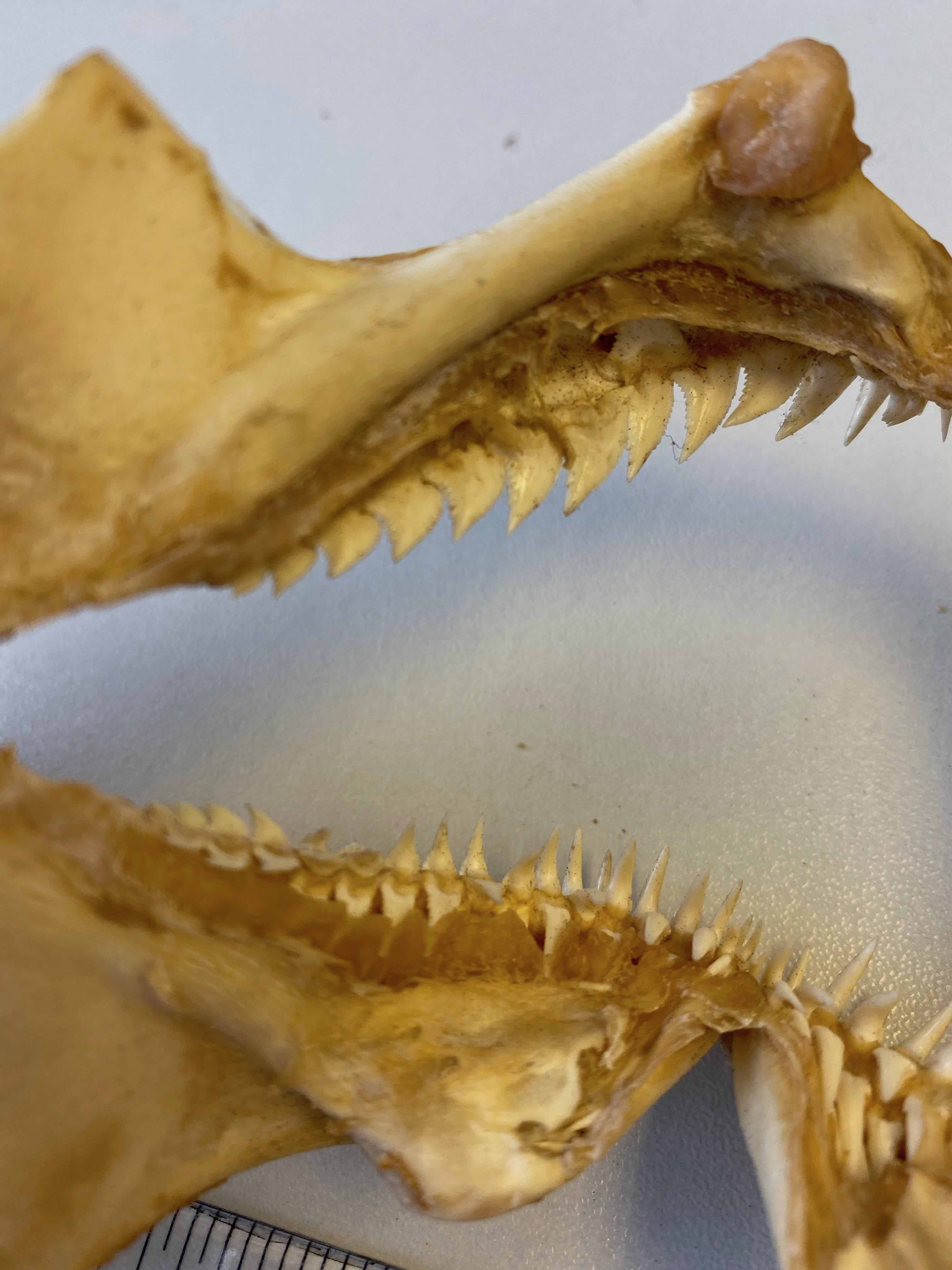 Help with identification of Shark Jaw - Fossil ID - The Fossil Forum