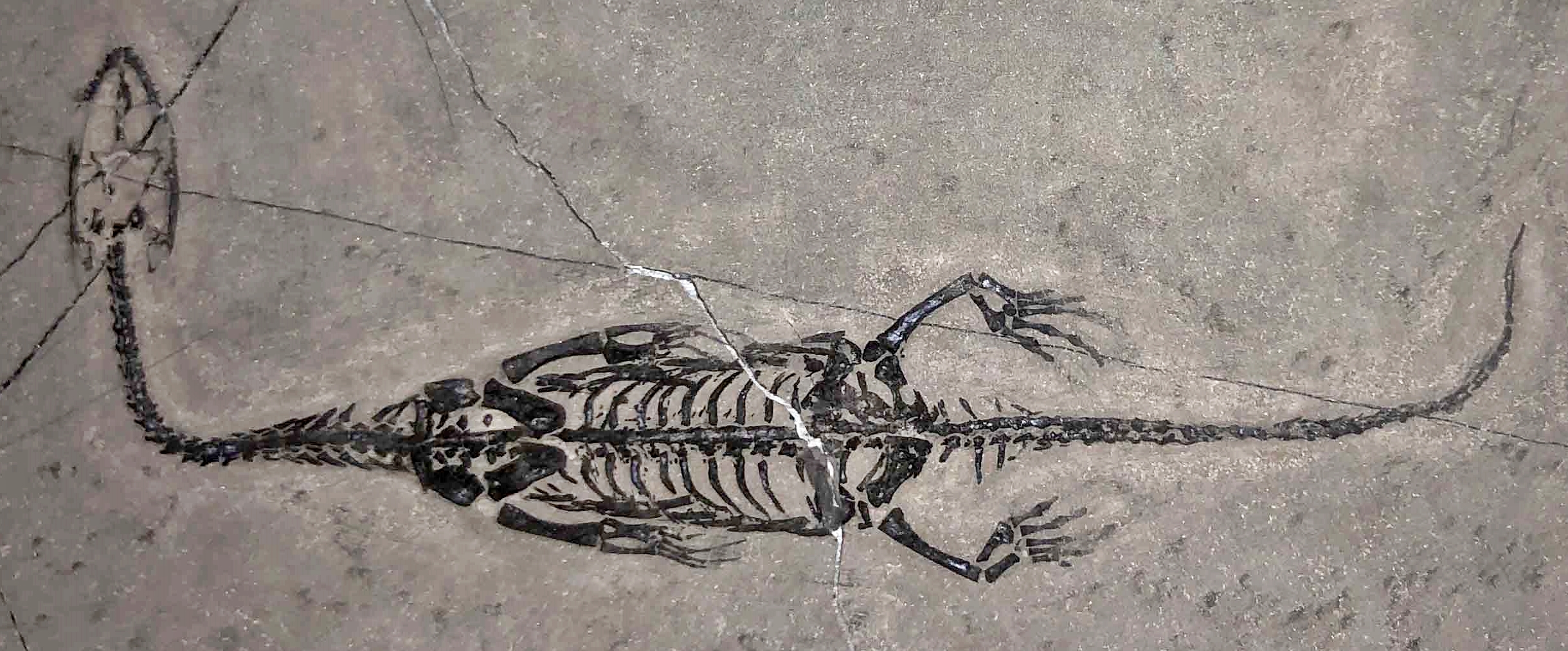 Keichousaurus - Is It Real? How to Recognize Fossil Fabrications - The ...