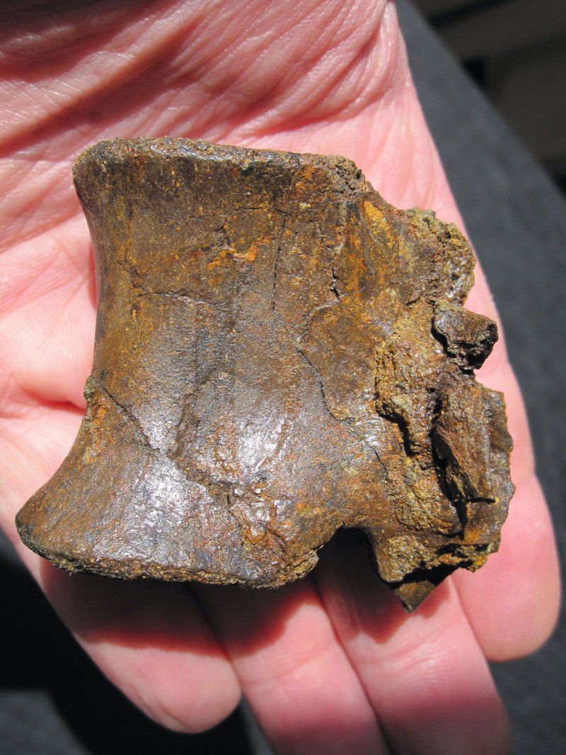 Anyone Seen A Fake Like This? - Is It Real? How to Recognize Fossil ...