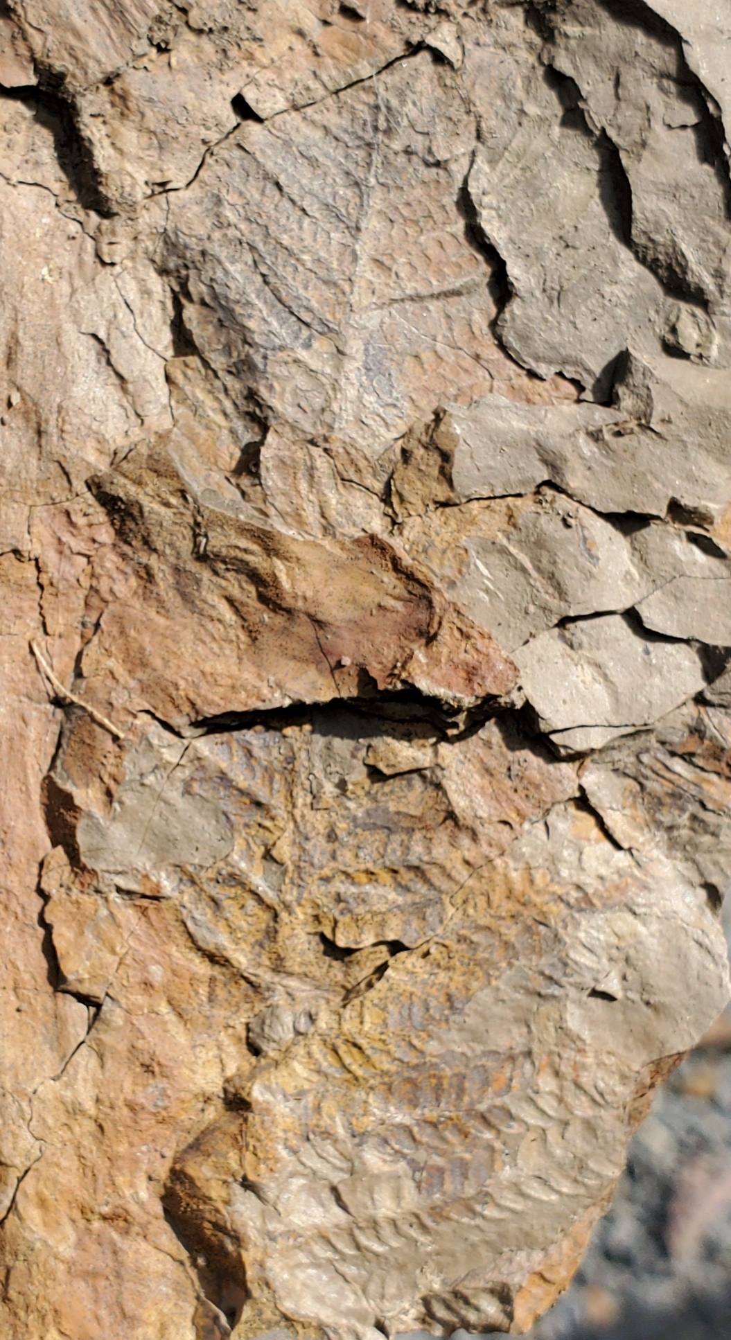 Late Pennsylvanian of West Virginia - Fossil Hunting Trips - The Fossil ...