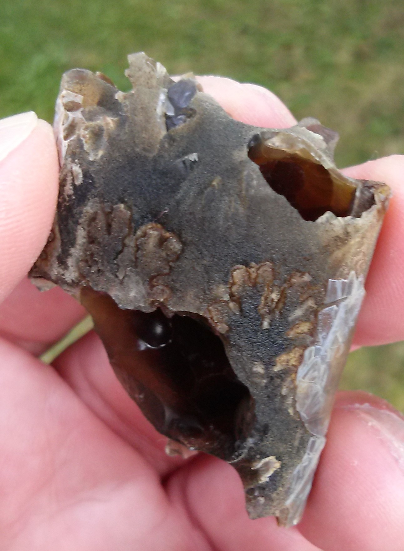 Wyoming baculite - General Fossil Discussion - The Fossil Forum