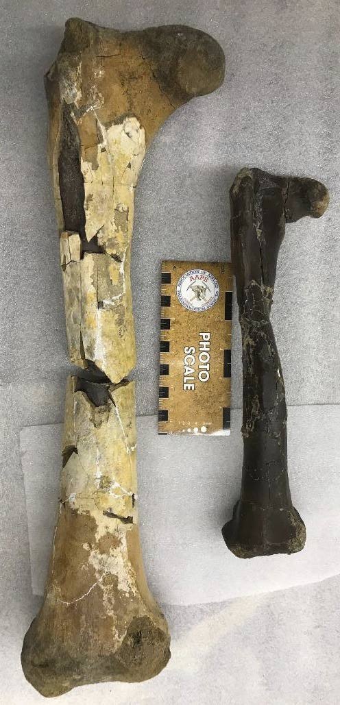 Theropod Femur ID - Fossil ID - The Fossil Forum