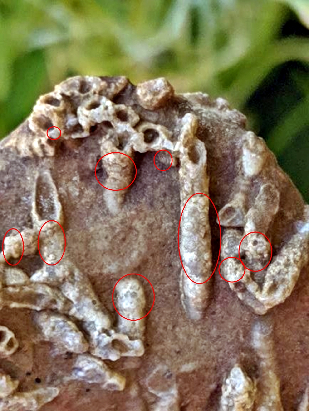 encrusted stone - Fossil ID - The Fossil Forum