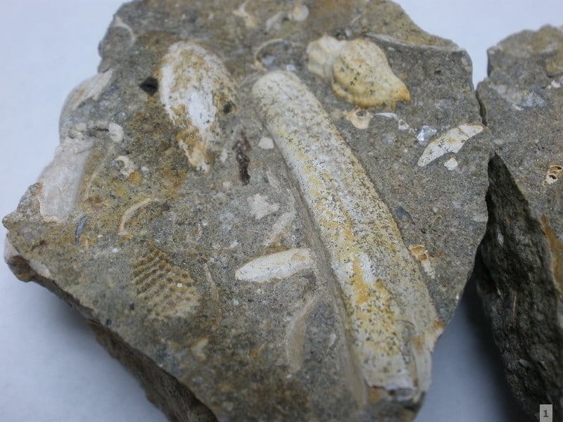 The elusive razor clam fossil - Fossil ID - The Fossil Forum