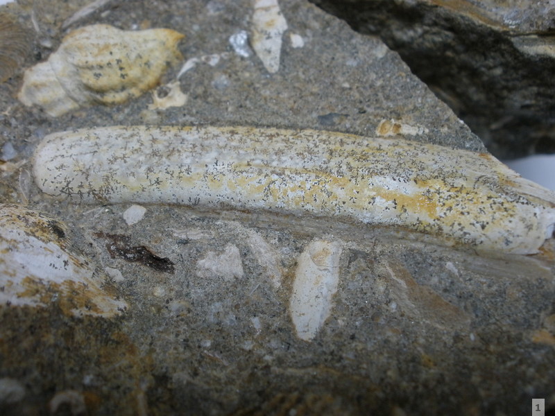 The elusive razor clam fossil - Fossil ID - The Fossil Forum