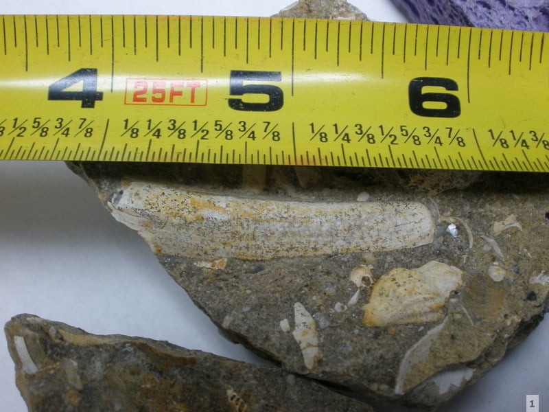 The elusive razor clam fossil - Fossil ID - The Fossil Forum
