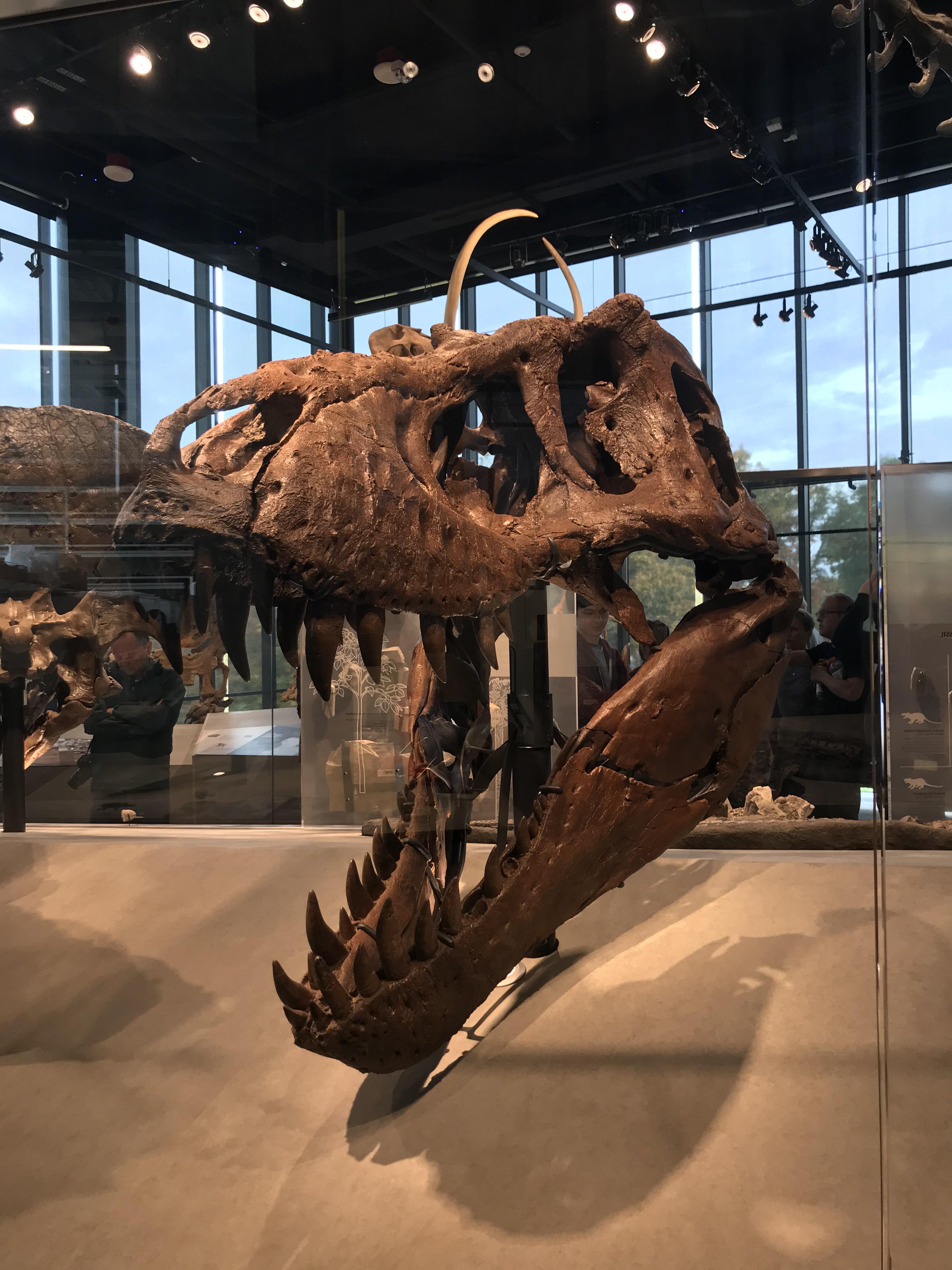 T-rex Skull Untombed - Fossil Preparation - The Fossil Forum