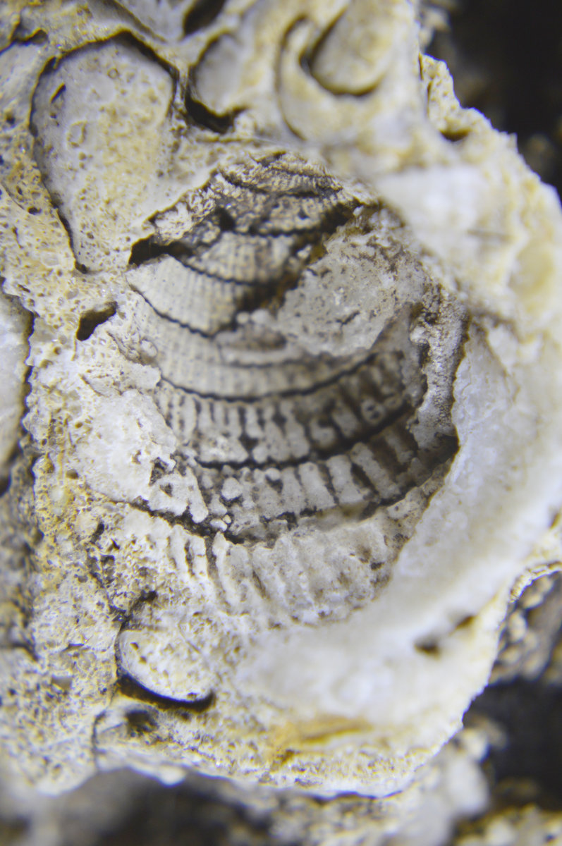 Clam 03 5.JPG - Member Collections - The Fossil Forum