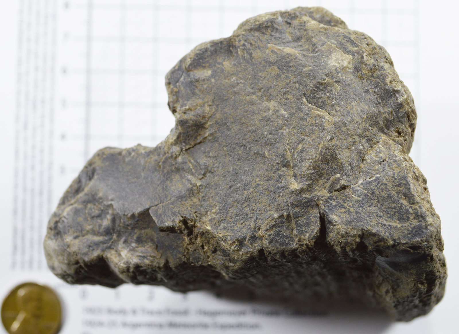 Tree 02 5.JPG - Member Collections - The Fossil Forum