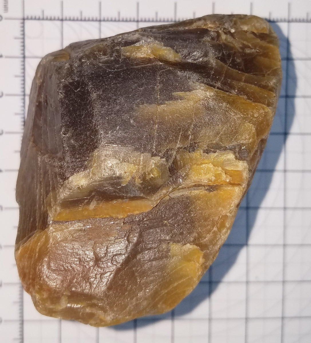 Tree 03 2.jpg - Member Collections - The Fossil Forum