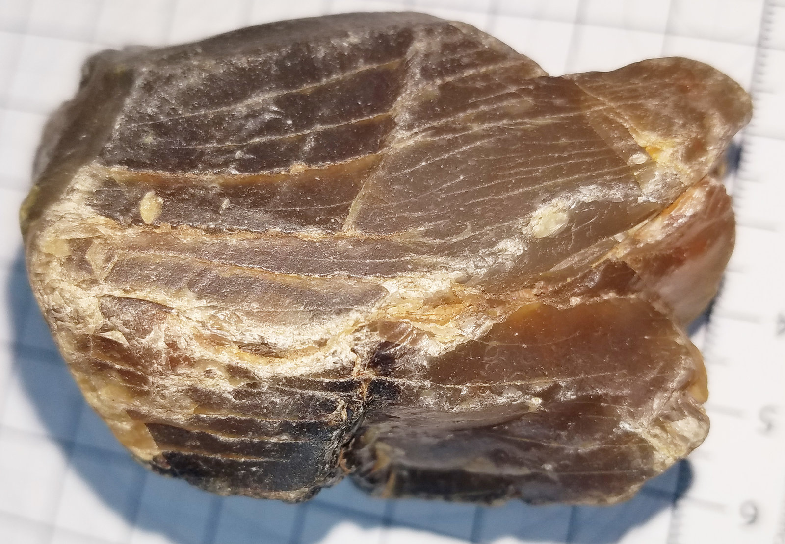 Tree 03 4.jpg - Member Collections - The Fossil Forum
