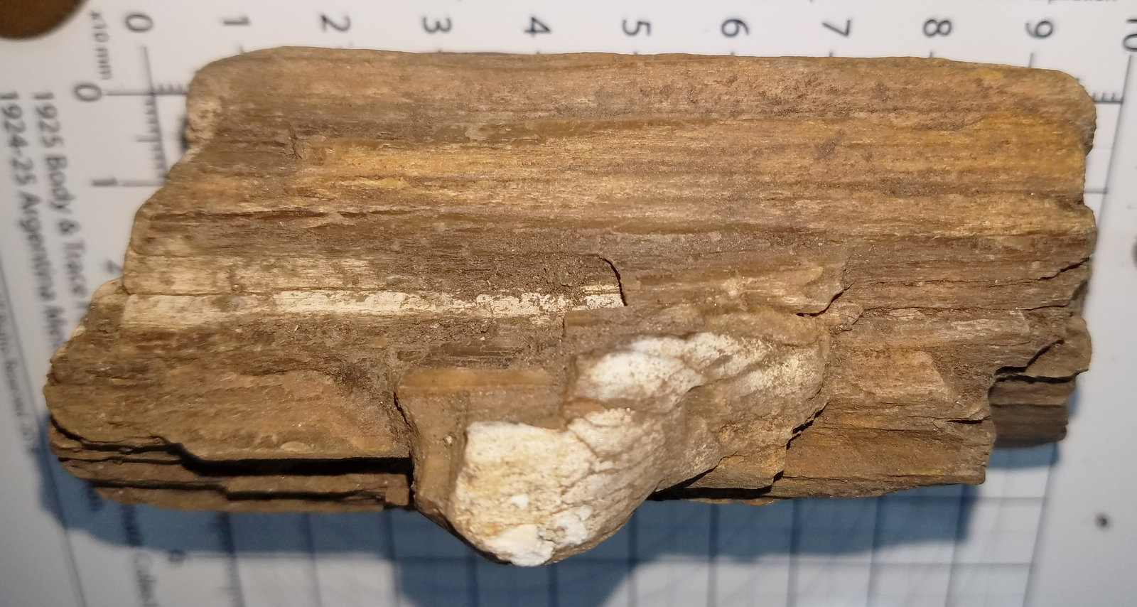 Tree 04 3.jpg - Member Collections - The Fossil Forum
