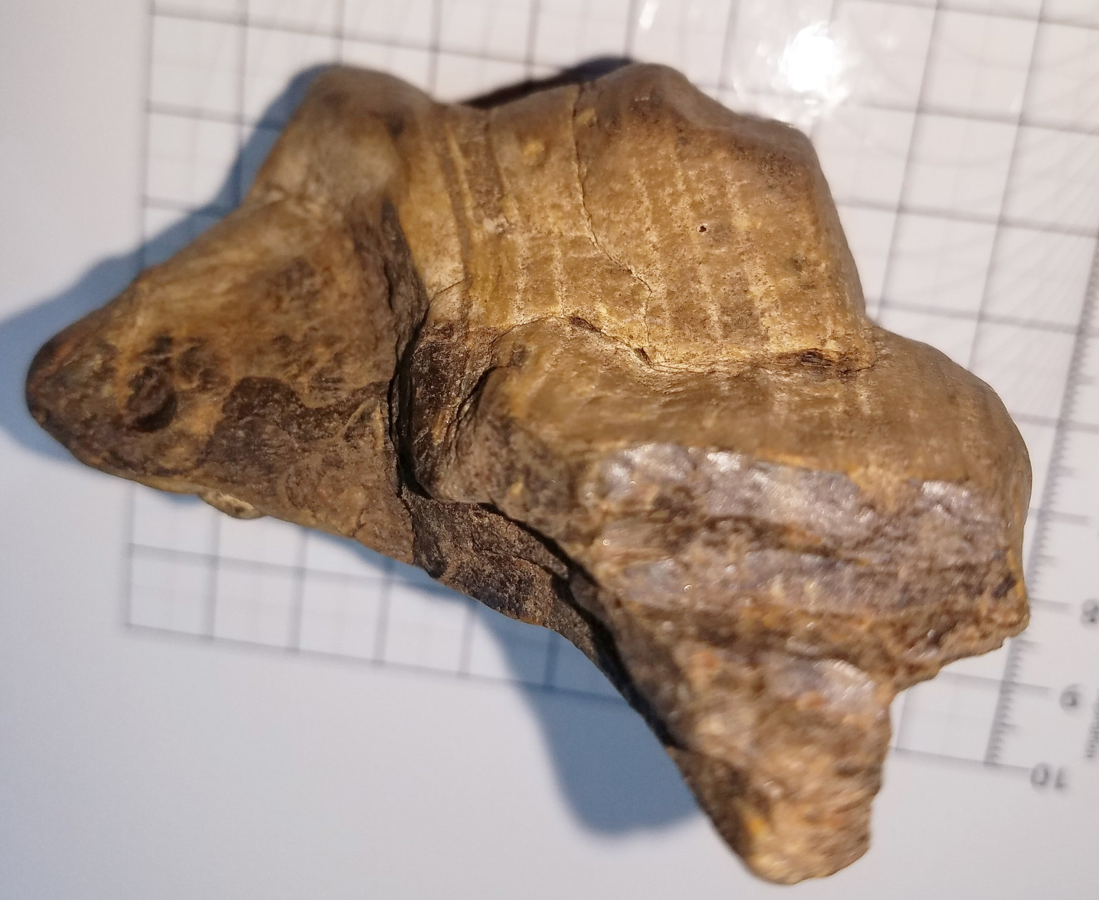 Tree 05 3.jpg - Member Collections - The Fossil Forum
