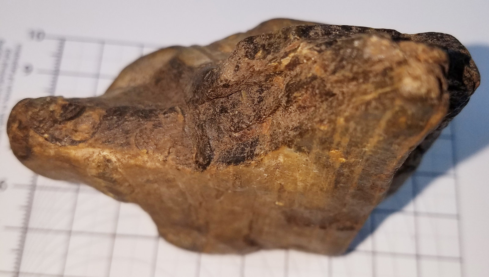 Tree 05 4.jpg - Member Collections - The Fossil Forum