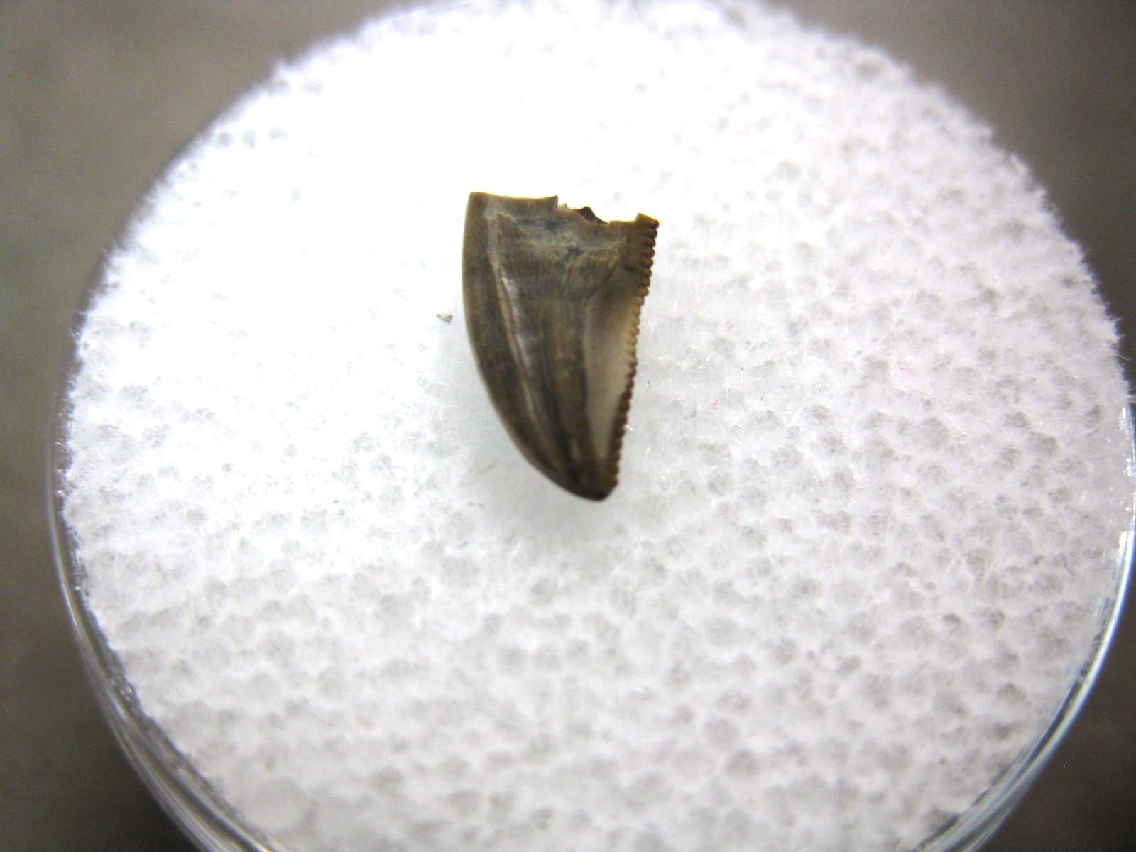 Work on Hell Creek Display Begins - Member Collections - The Fossil Forum