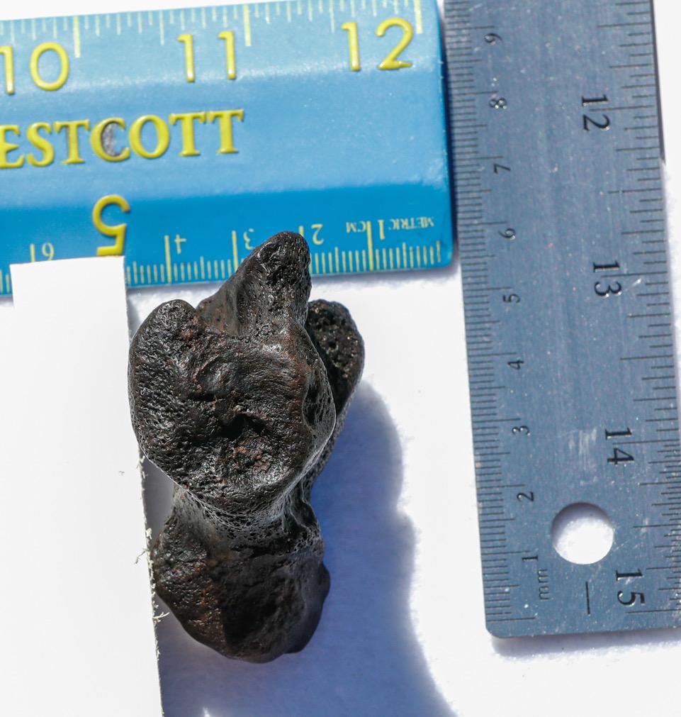 Help with Unk Bone - Fossil ID - The Fossil Forum