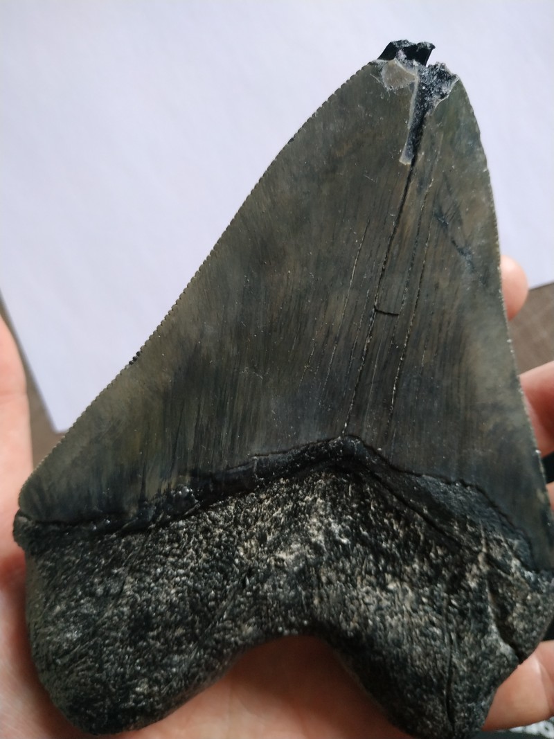 Repairing a broken meg tooth - Fossil Preparation - The Fossil Forum