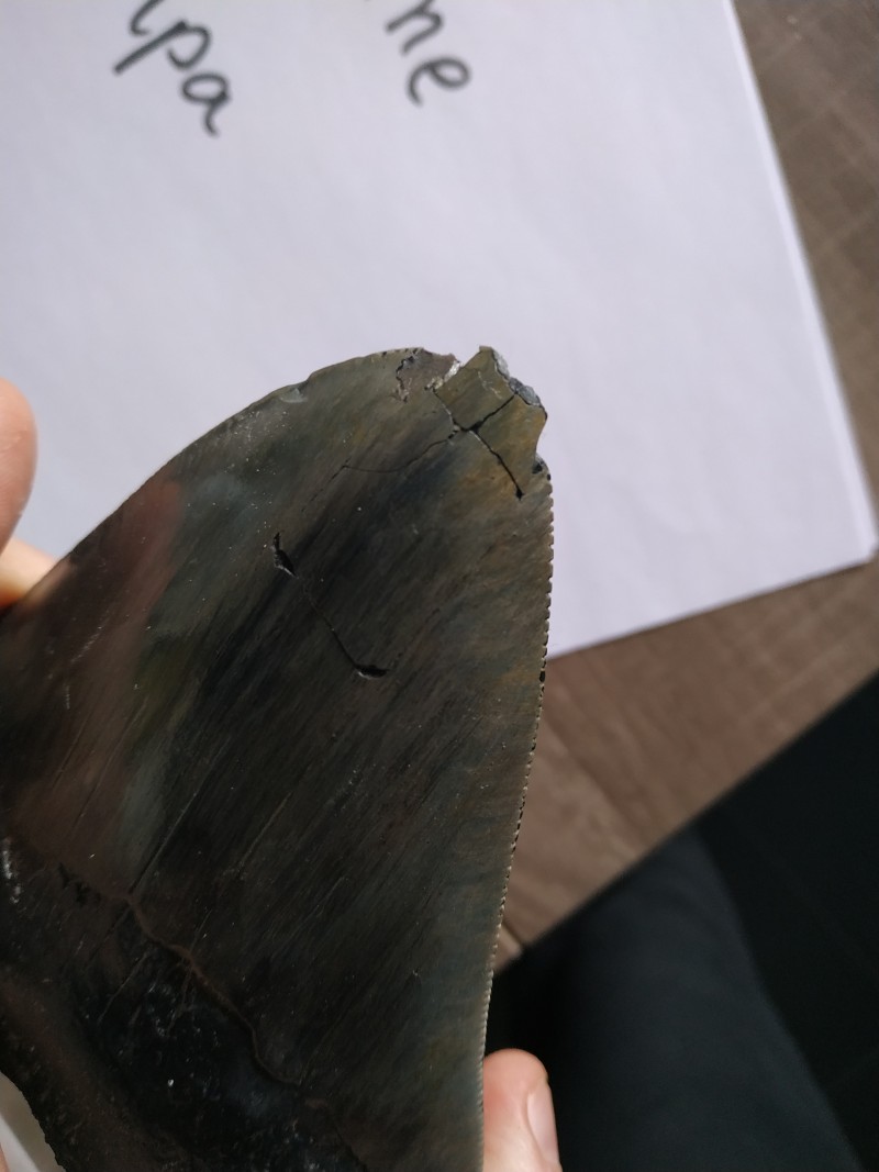 Repairing a broken meg tooth - Fossil Preparation - The Fossil Forum