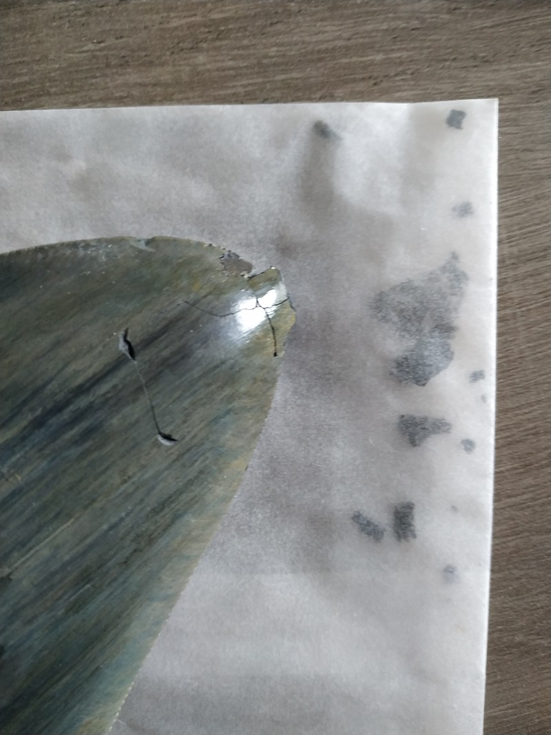 Repairing a broken meg tooth - Fossil Preparation - The Fossil Forum