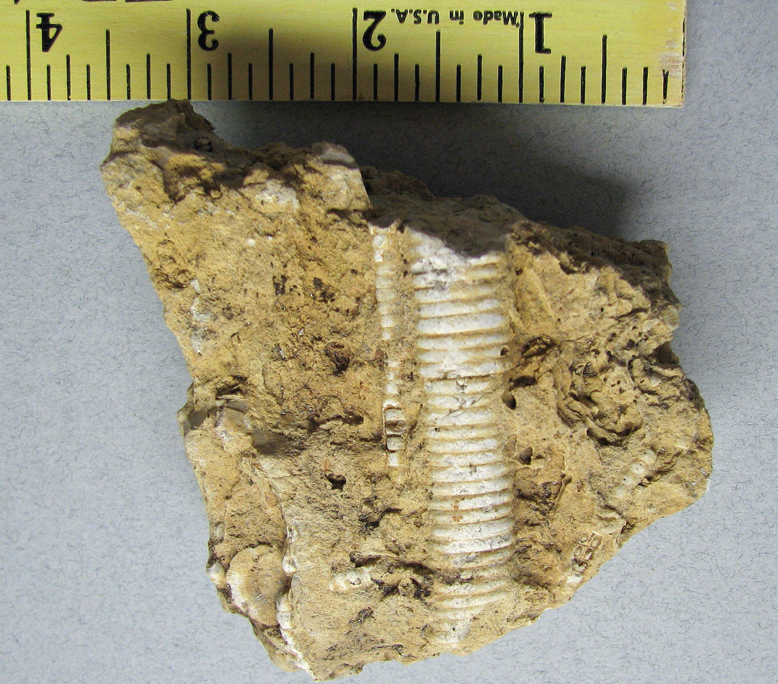 Finished prep of Crinoid stems - Fossil Preparation - The Fossil Forum