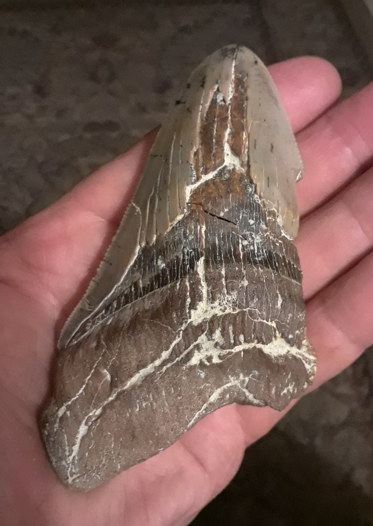 My first ( whole ) Meg, but which is it? - Fossil ID - The Fossil Forum