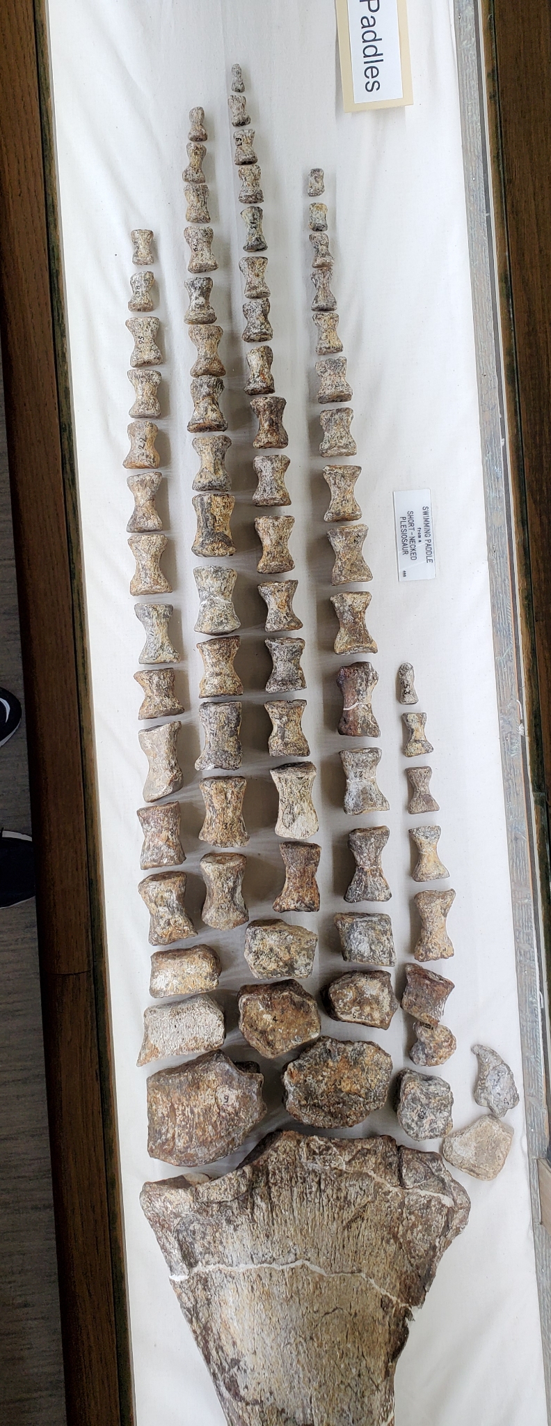 Potential Plesiosaur paddle bone - Fossil ID - The Fossil Forum