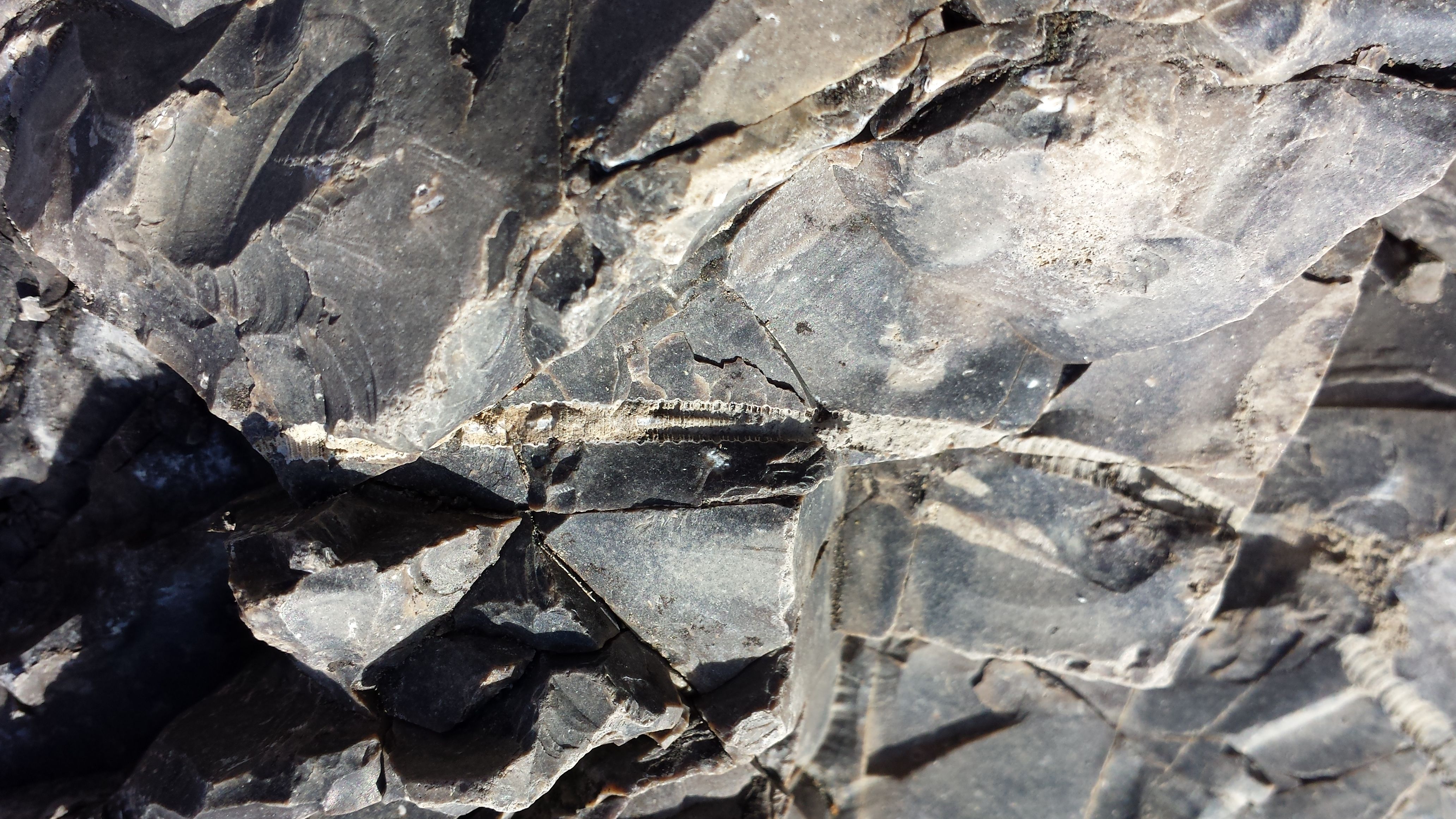Annelid Fossil - Fossil ID - The Fossil Forum