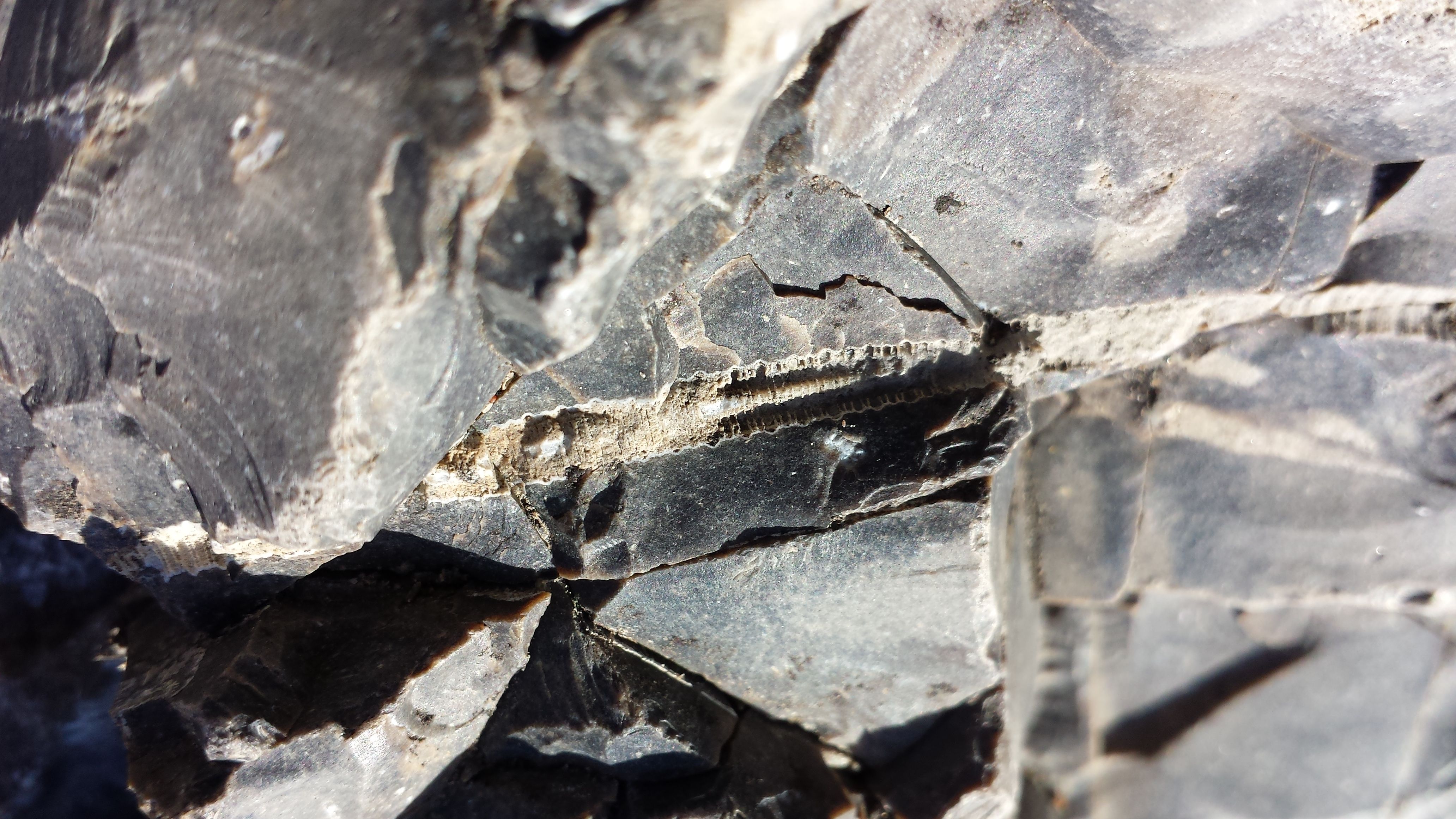 Annelid Fossil - Fossil ID - The Fossil Forum