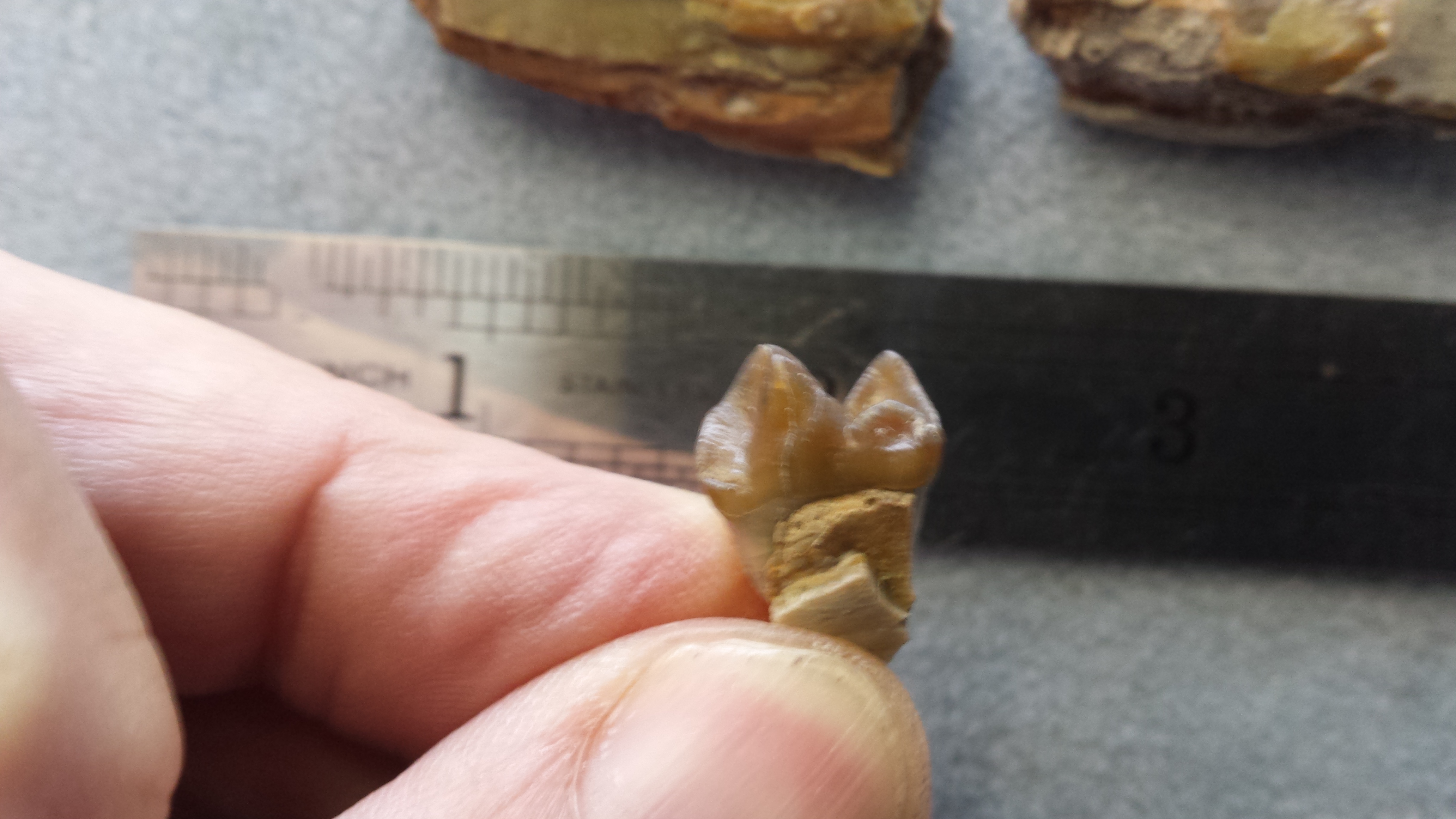 Cynodontia tooth? - Fossil ID - The Fossil Forum