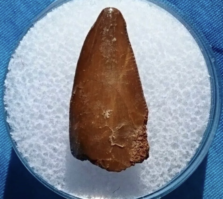 Abelisaur teeth - Fossil ID - The Fossil Forum