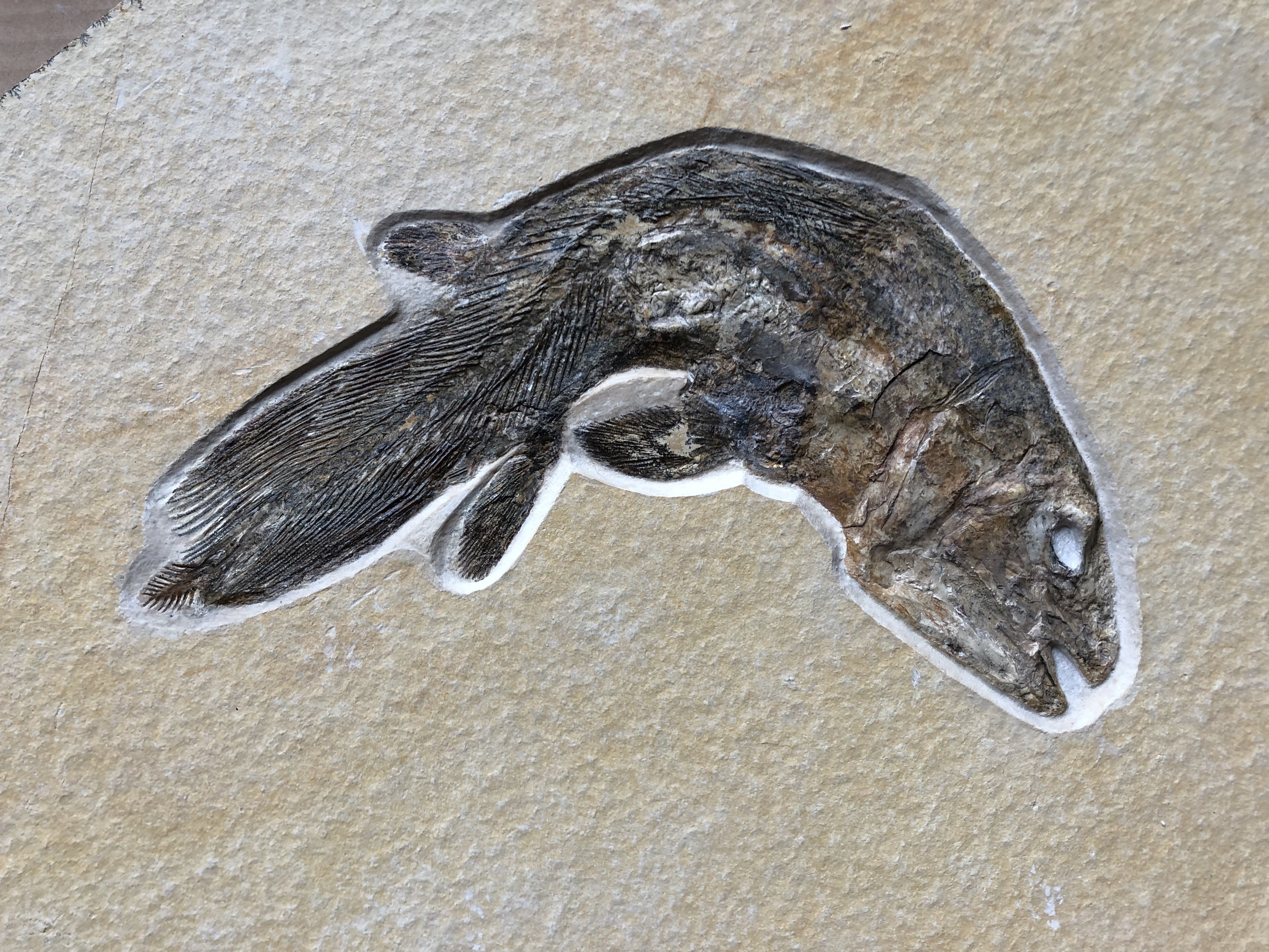 Coccoderma nudum REIS, 1888 - Fishes - The Fossil Forum