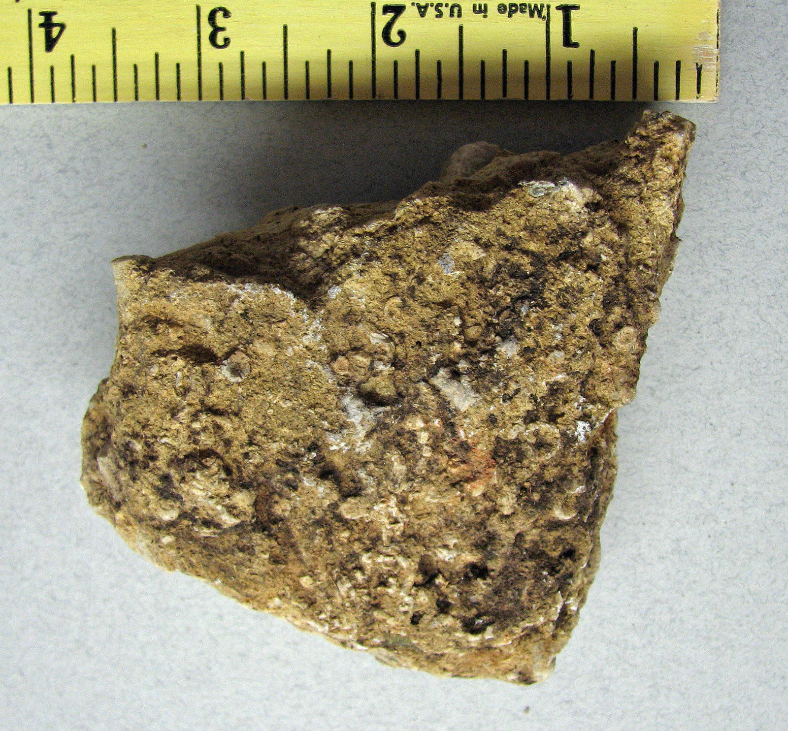 Finished prep of Crinoid stems - Fossil Preparation - The Fossil Forum