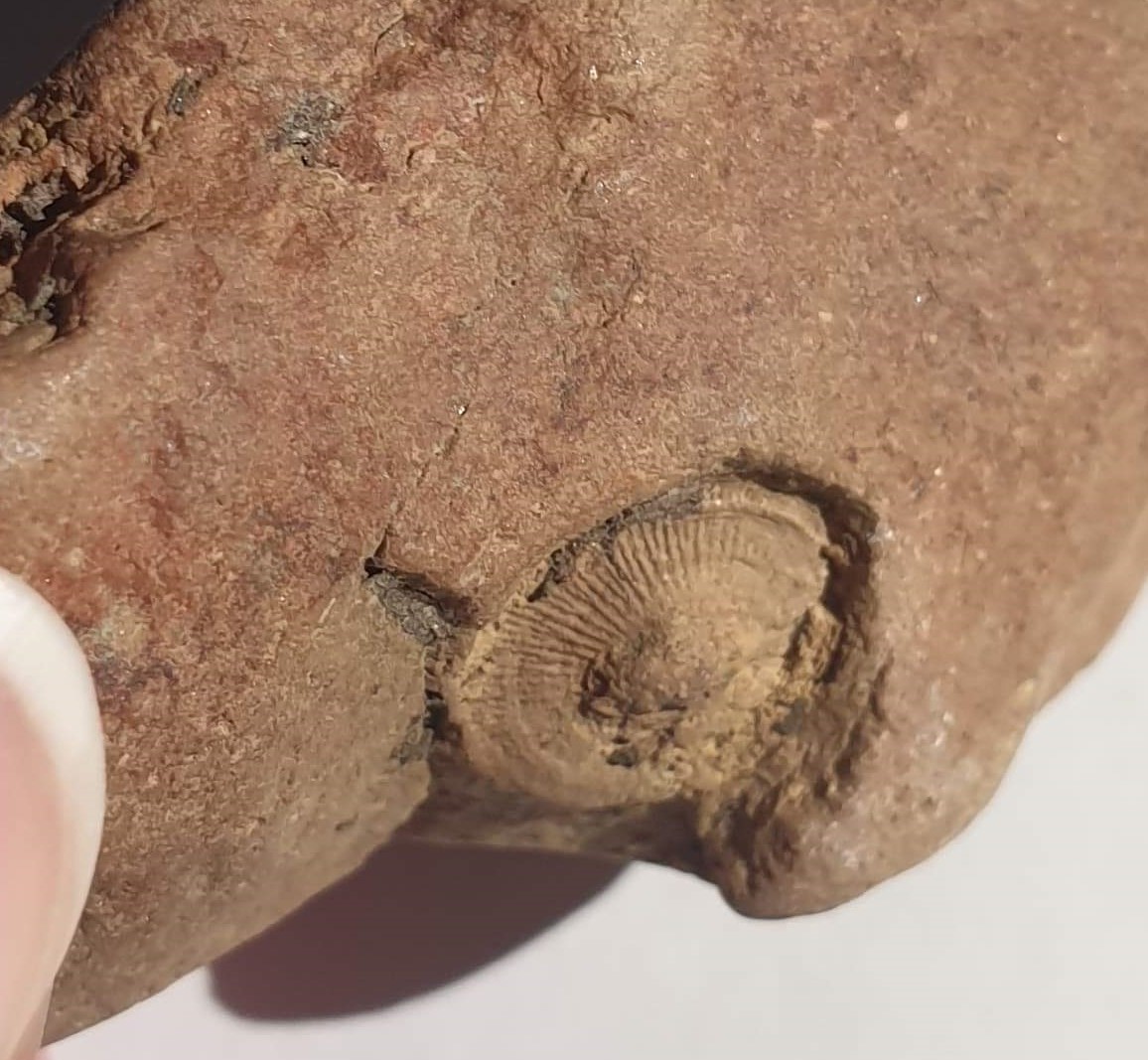 First Fossil (I Think?) - Fossil ID - The Fossil Forum