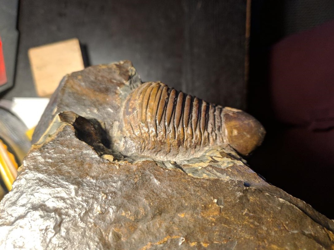 Dipleura Dekayi From NY or Parahomalonotus trilobite From Morocco ...