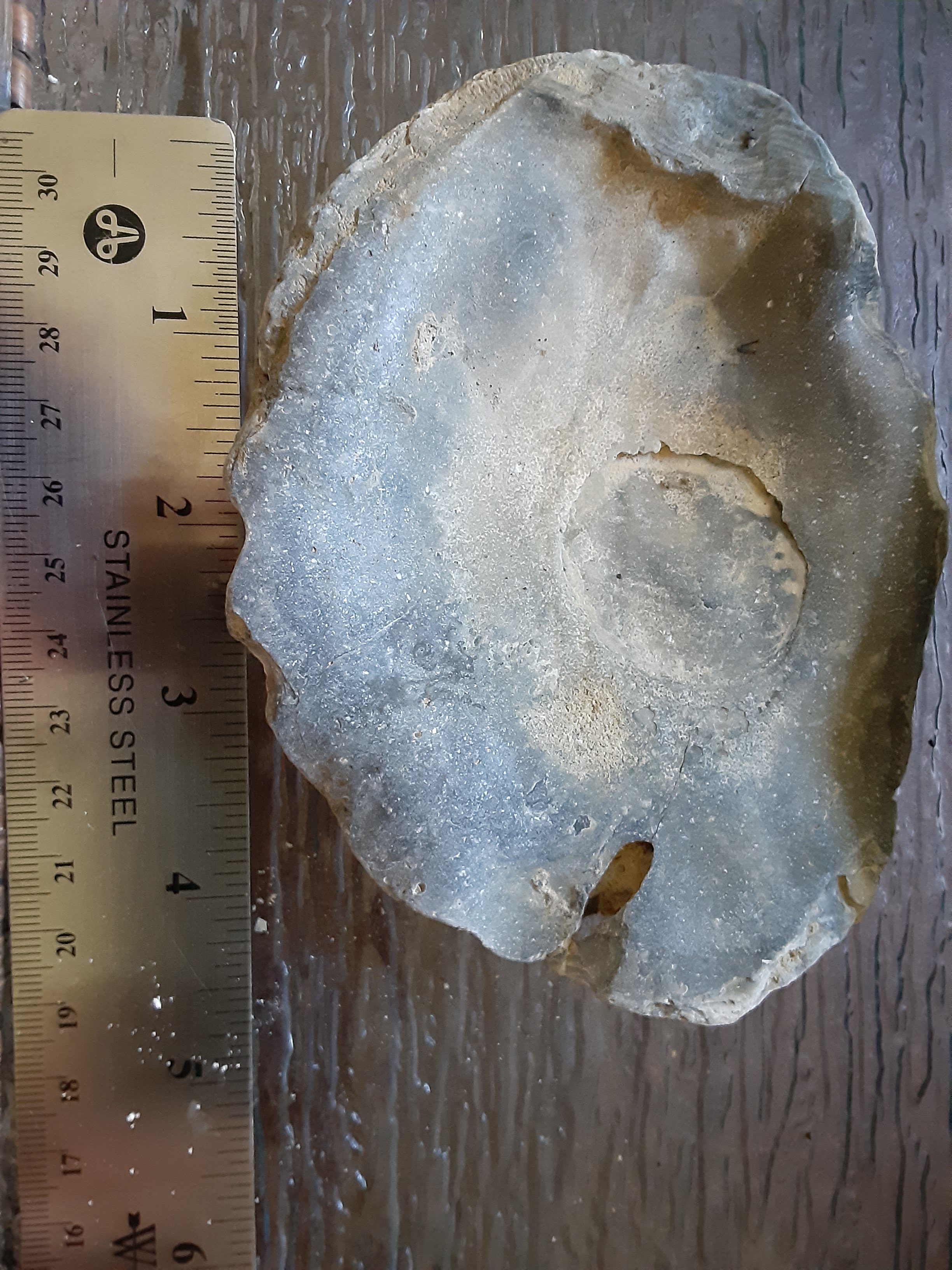 How old is this Fossil Shell - Member Collections - The Fossil Forum