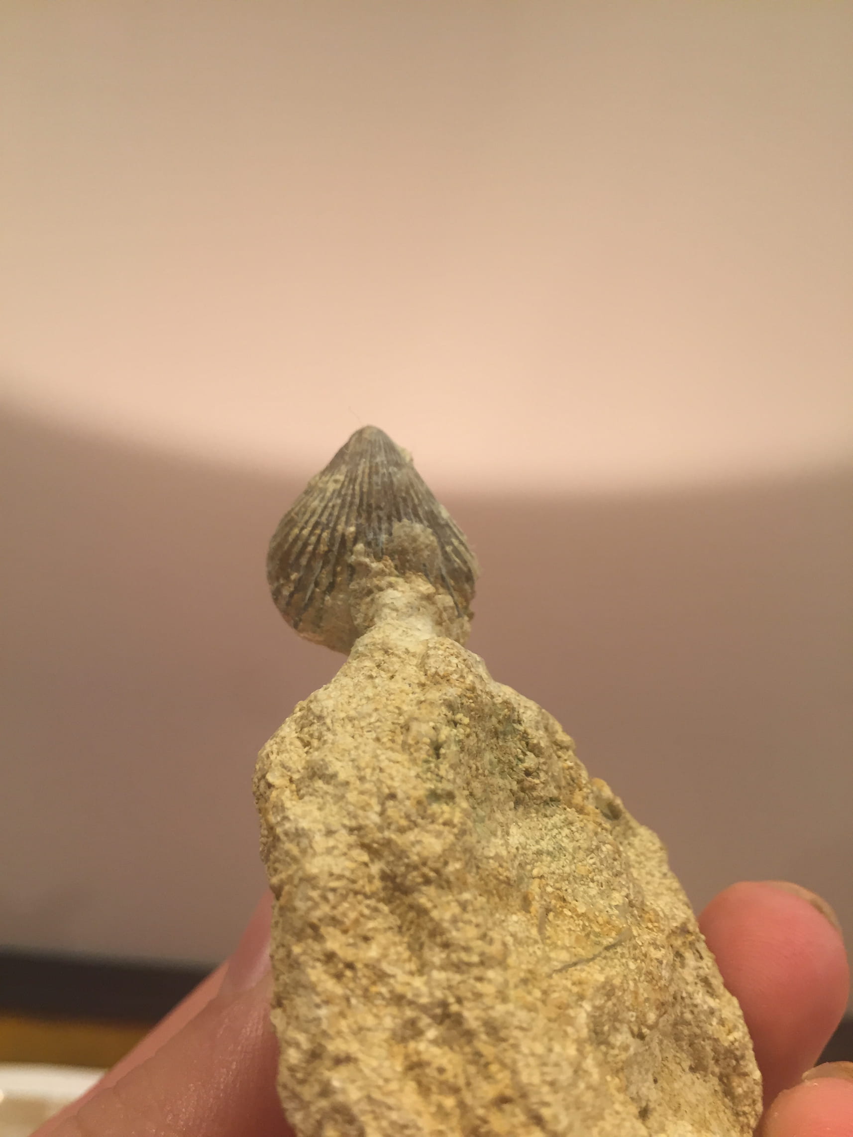 Lower Lias fossils - Fossil ID - The Fossil Forum
