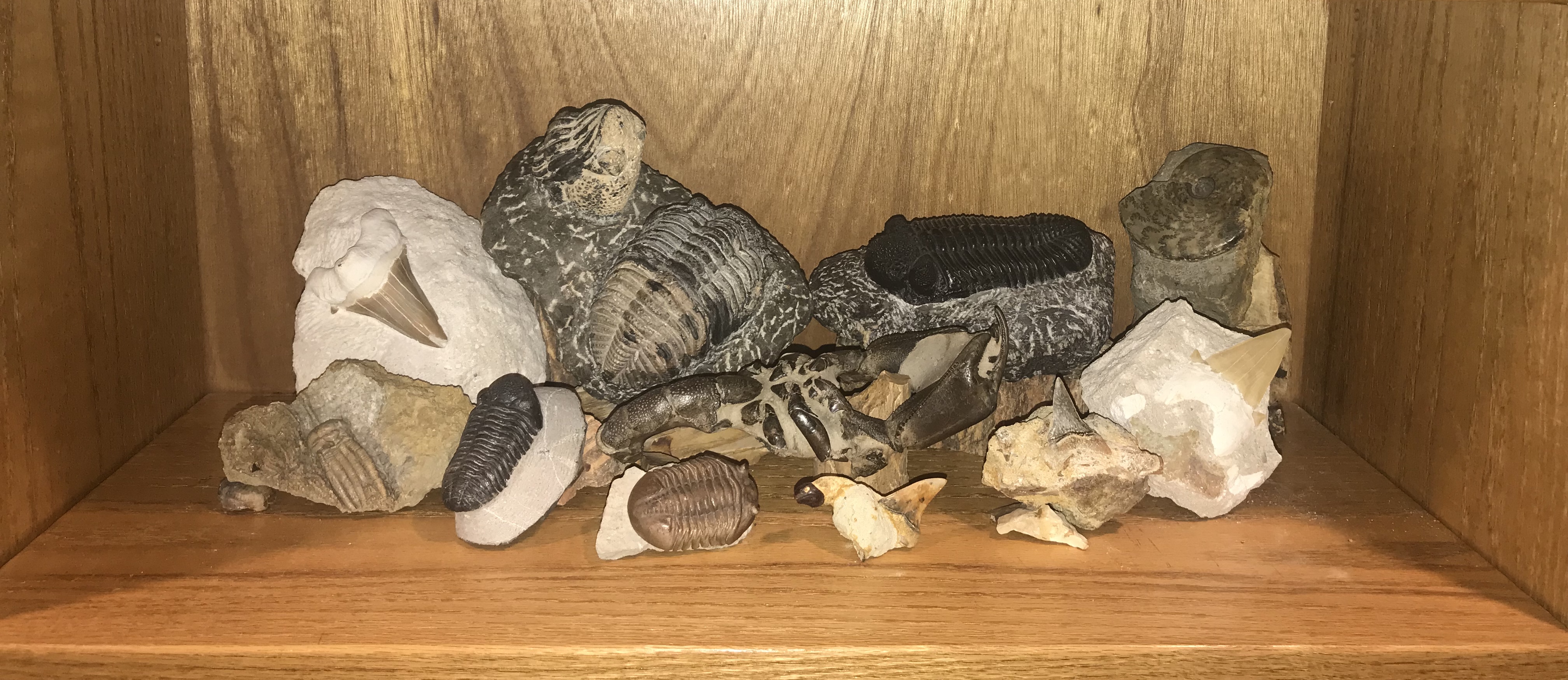 Let's see those best display shelves - Member Collections - The Fossil ...