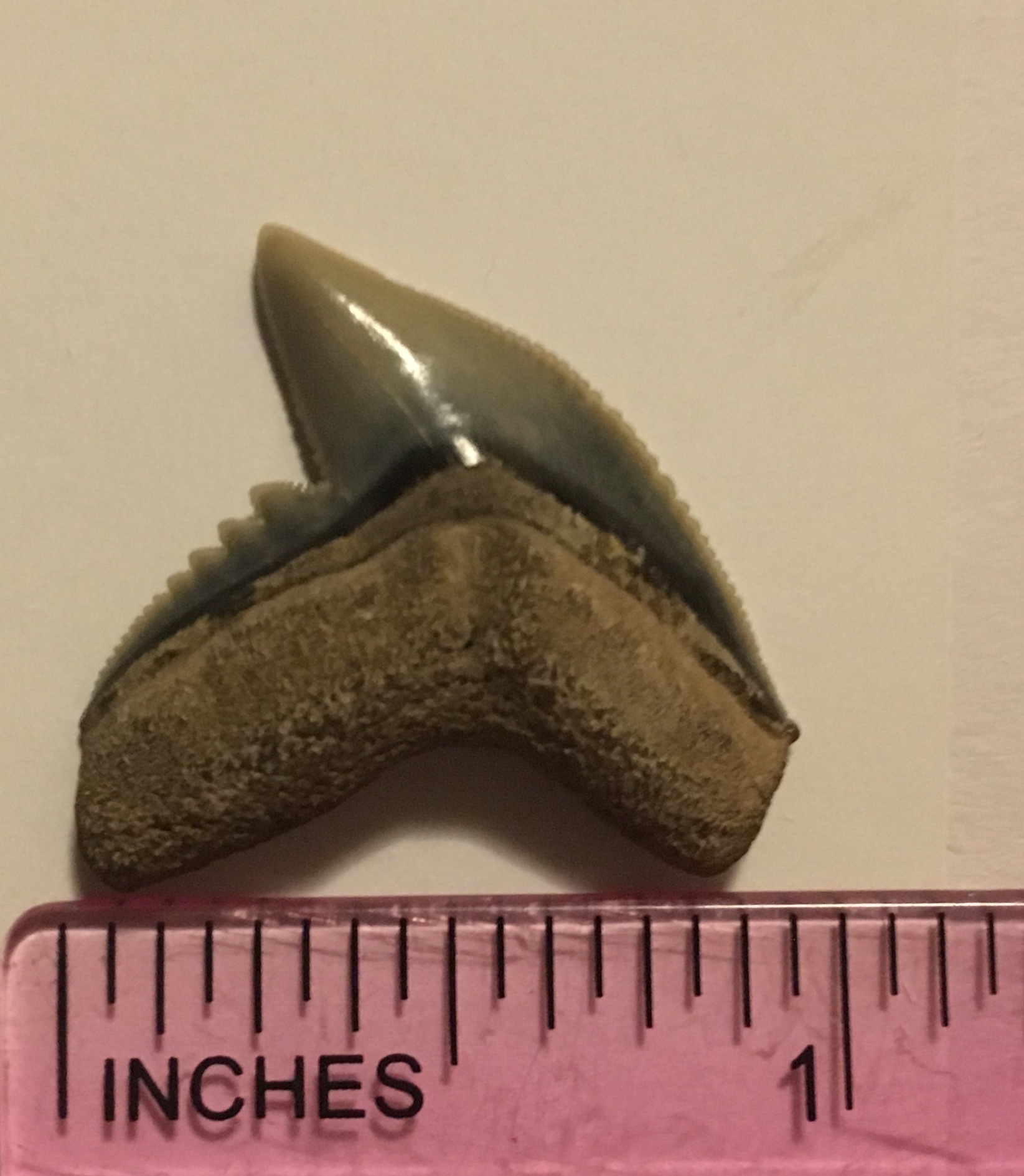 Head Scratcher - Member Collections - The Fossil Forum