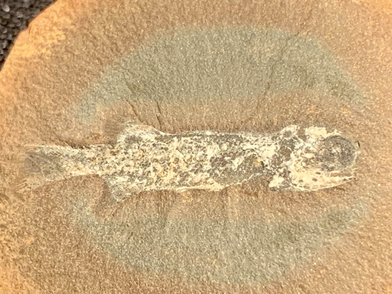 Mazon Creek Best Of The Best Elonichthys Remotus Schultz And Bardack ...