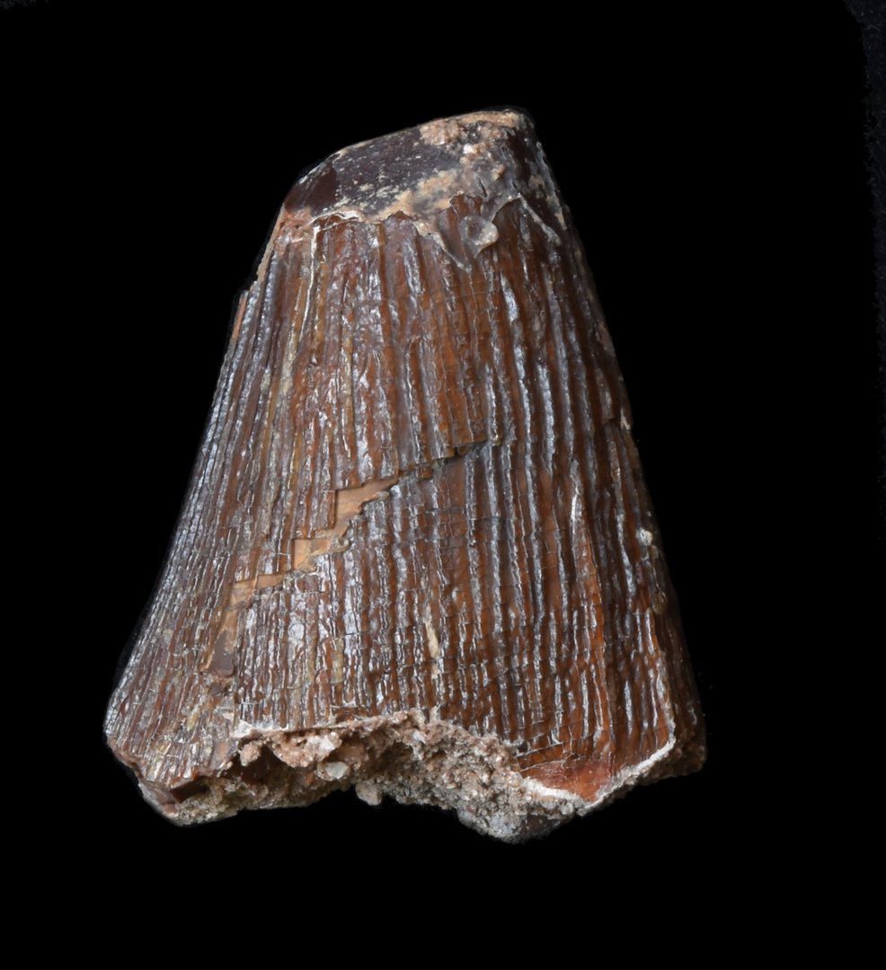 Do these look like Pliosaur teeth? - Fossil ID - The Fossil Forum