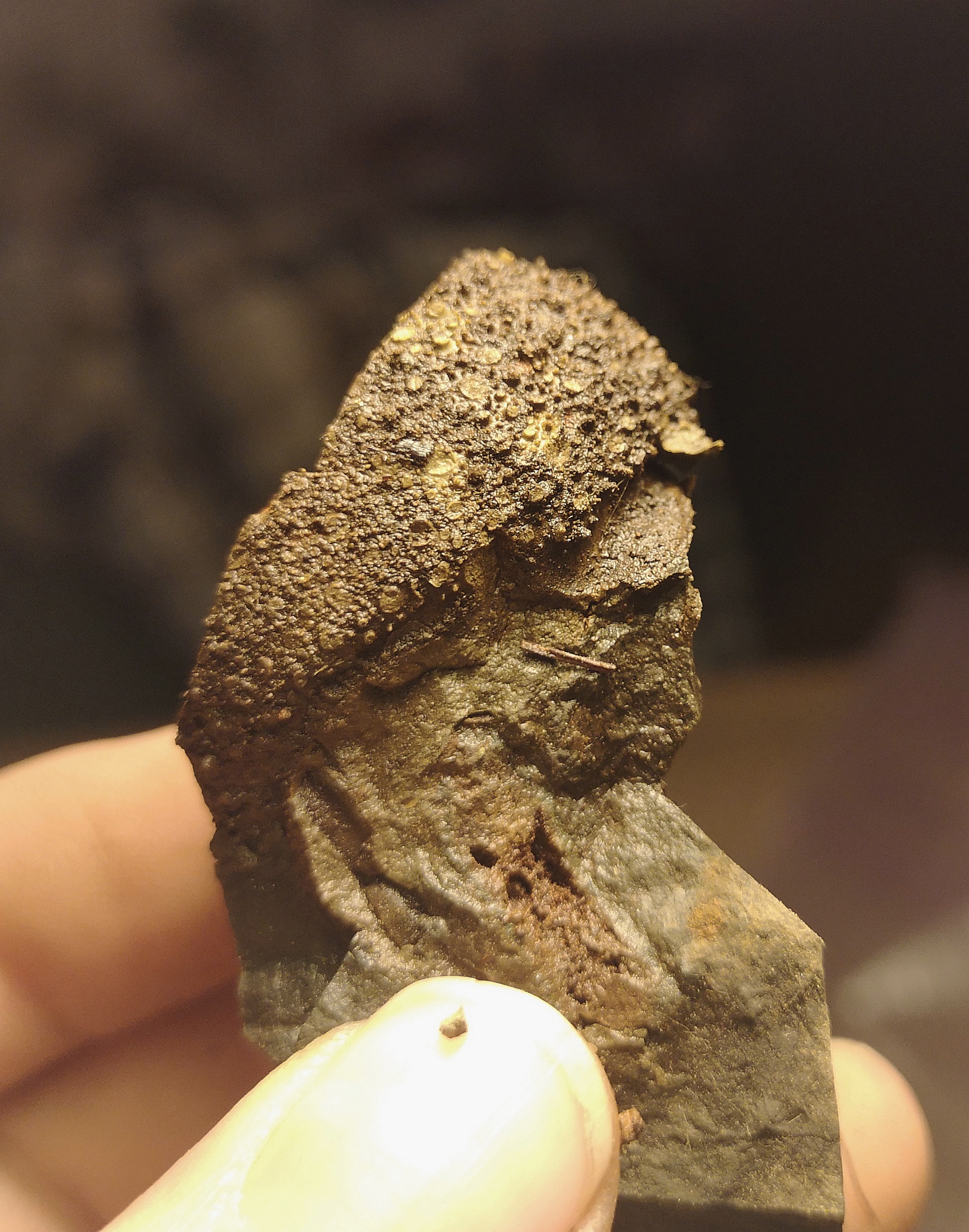 Another odd one - Fossil ID - The Fossil Forum