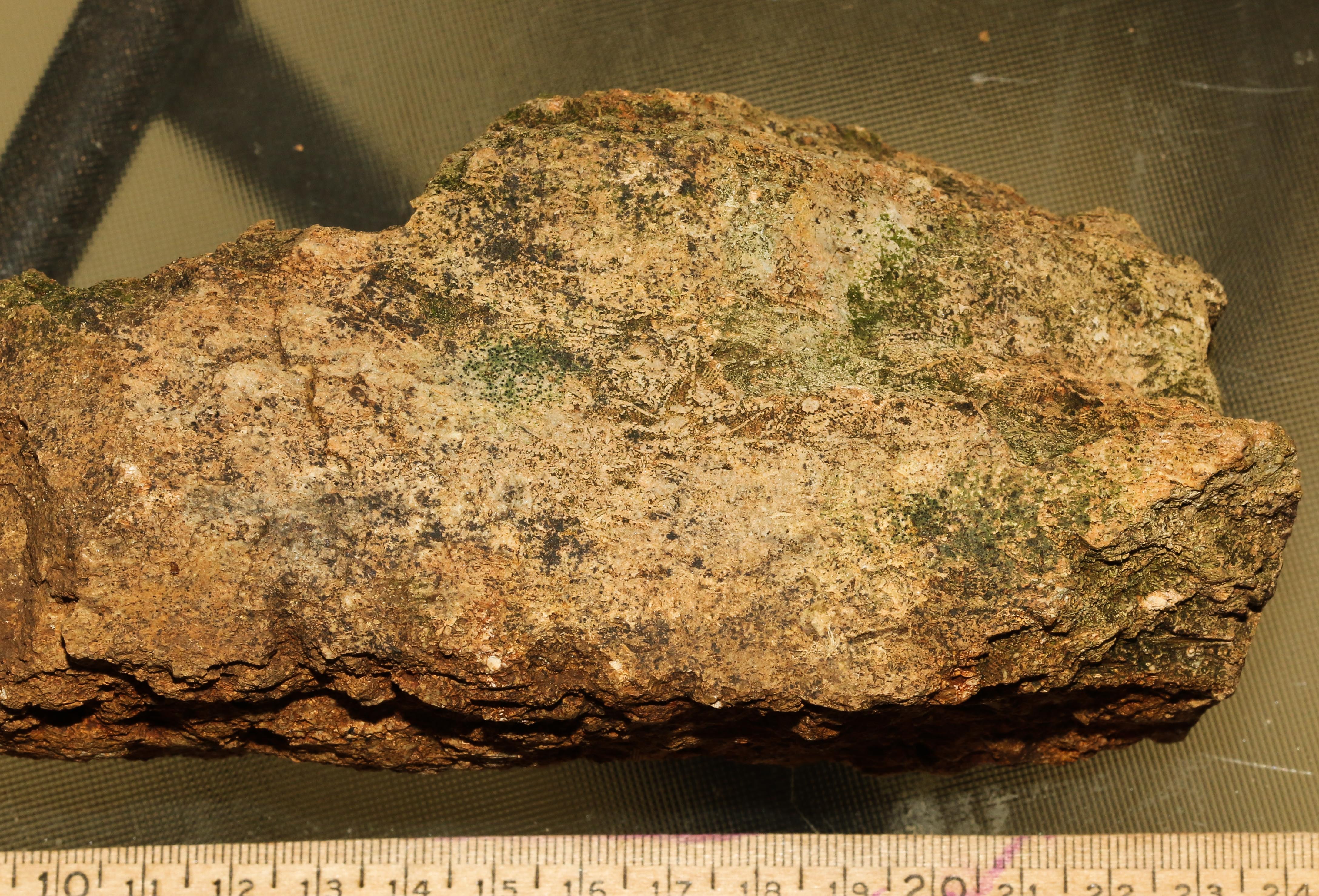 Studying 3D structure of fenestella bryzoan - Fossil ID - The Fossil Forum