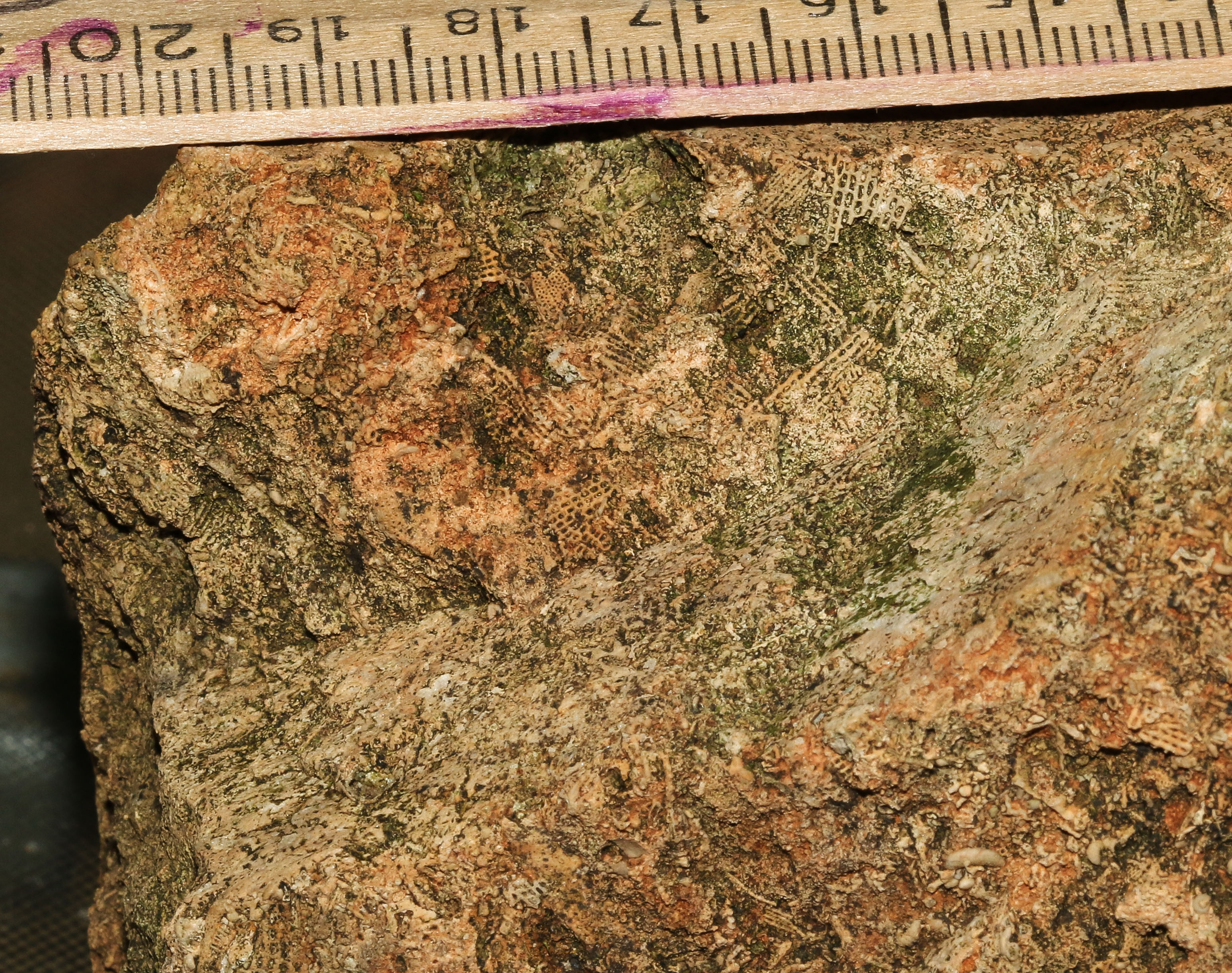 Studying 3D structure of fenestella bryzoan - Fossil ID - The Fossil Forum